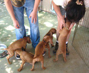 How to Choose a Puppy - Practical PetVet®