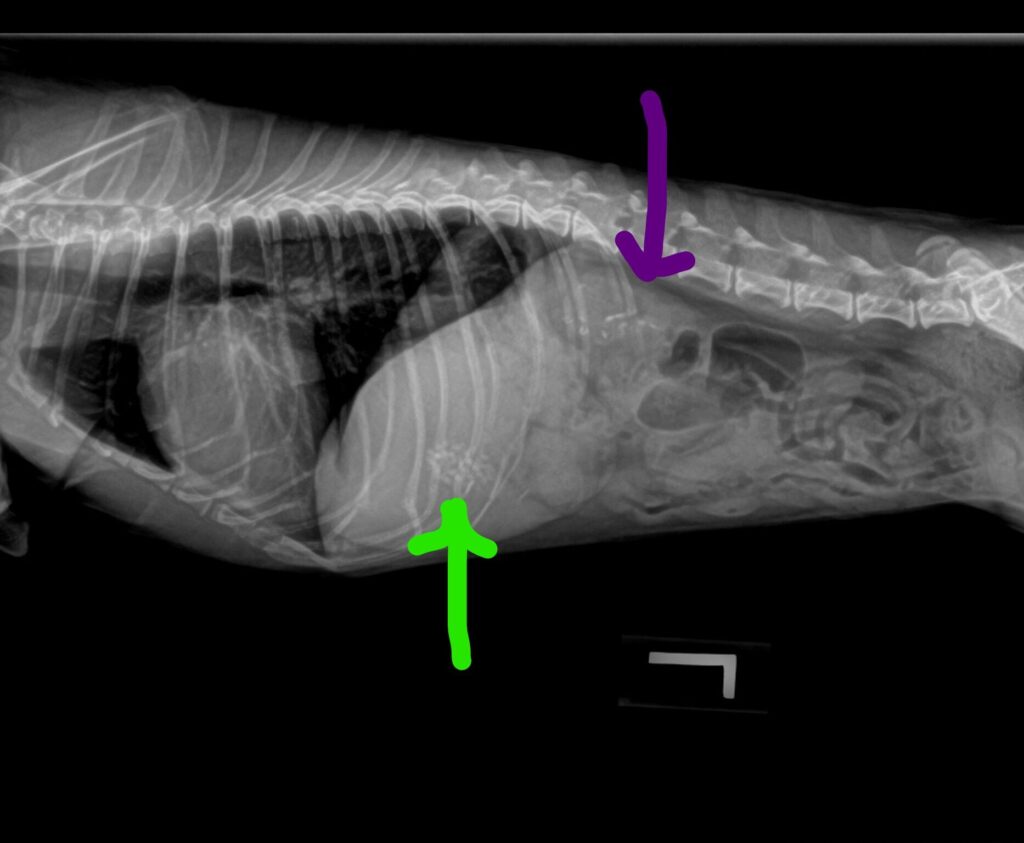 Incidental Findings: Veterinary X-Ray Surprises - Practical PetVet®