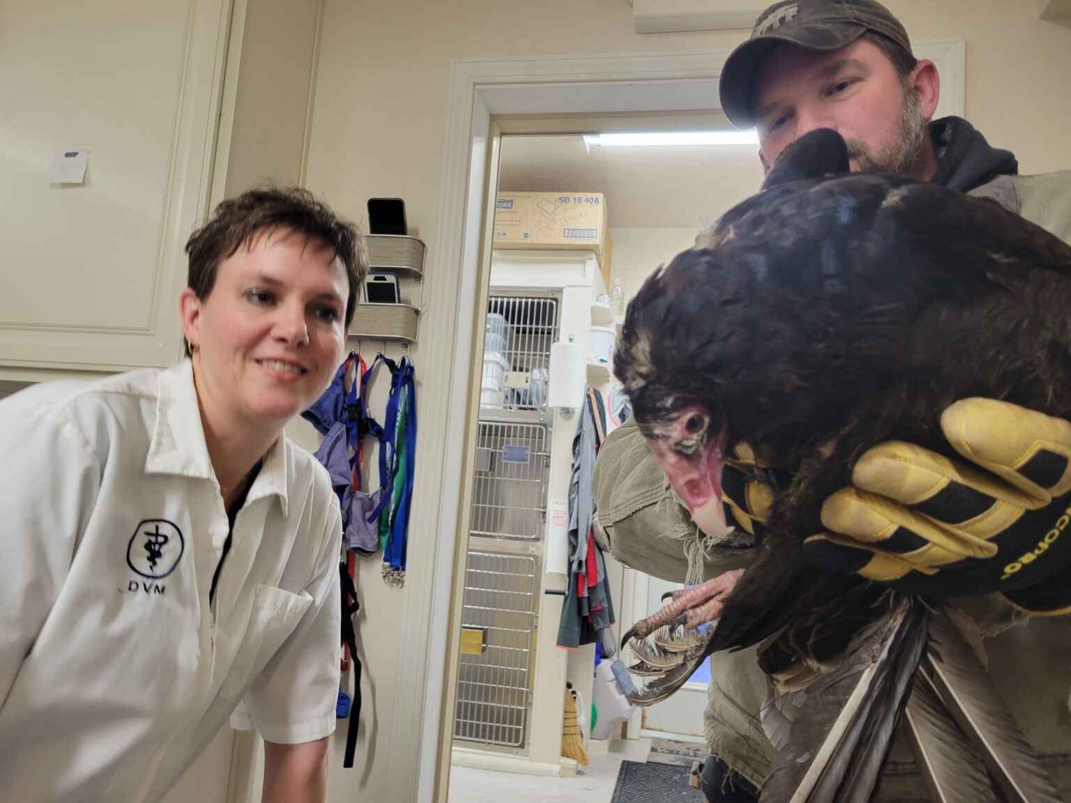 Our Beloved Turkey Vulture - Practical PetVet®