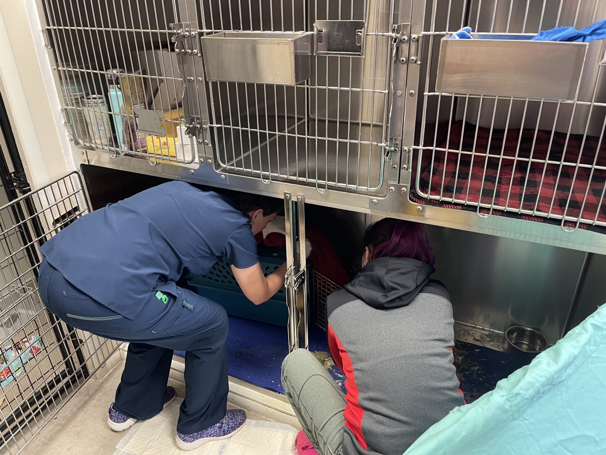 Our Beloved Turkey Vulture - Practical PetVet®