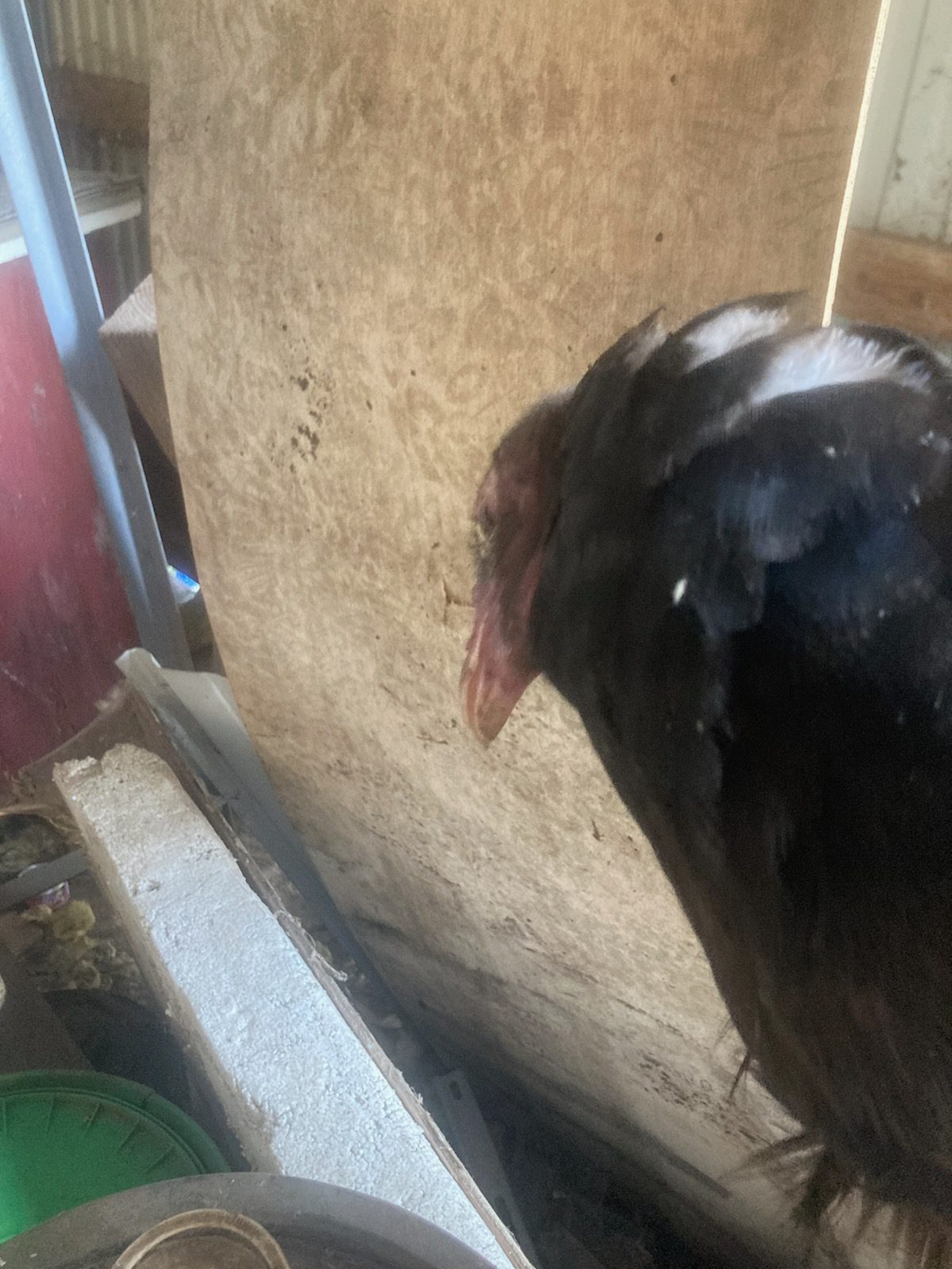 Our Beloved Turkey Vulture - Practical PetVet®